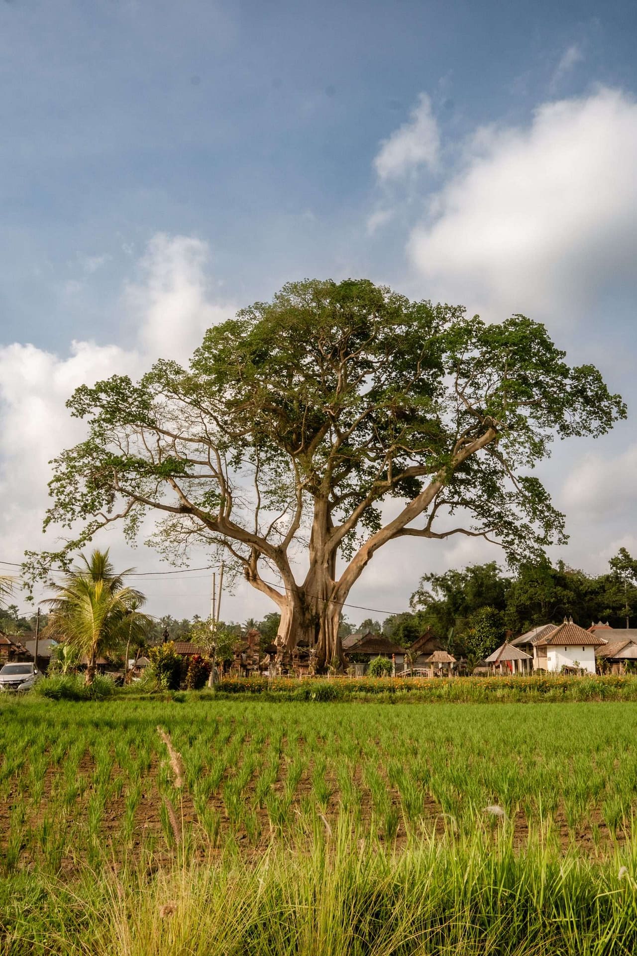The Spiritual Significance of Trees in Bali - Soul Sanctuary Retreats